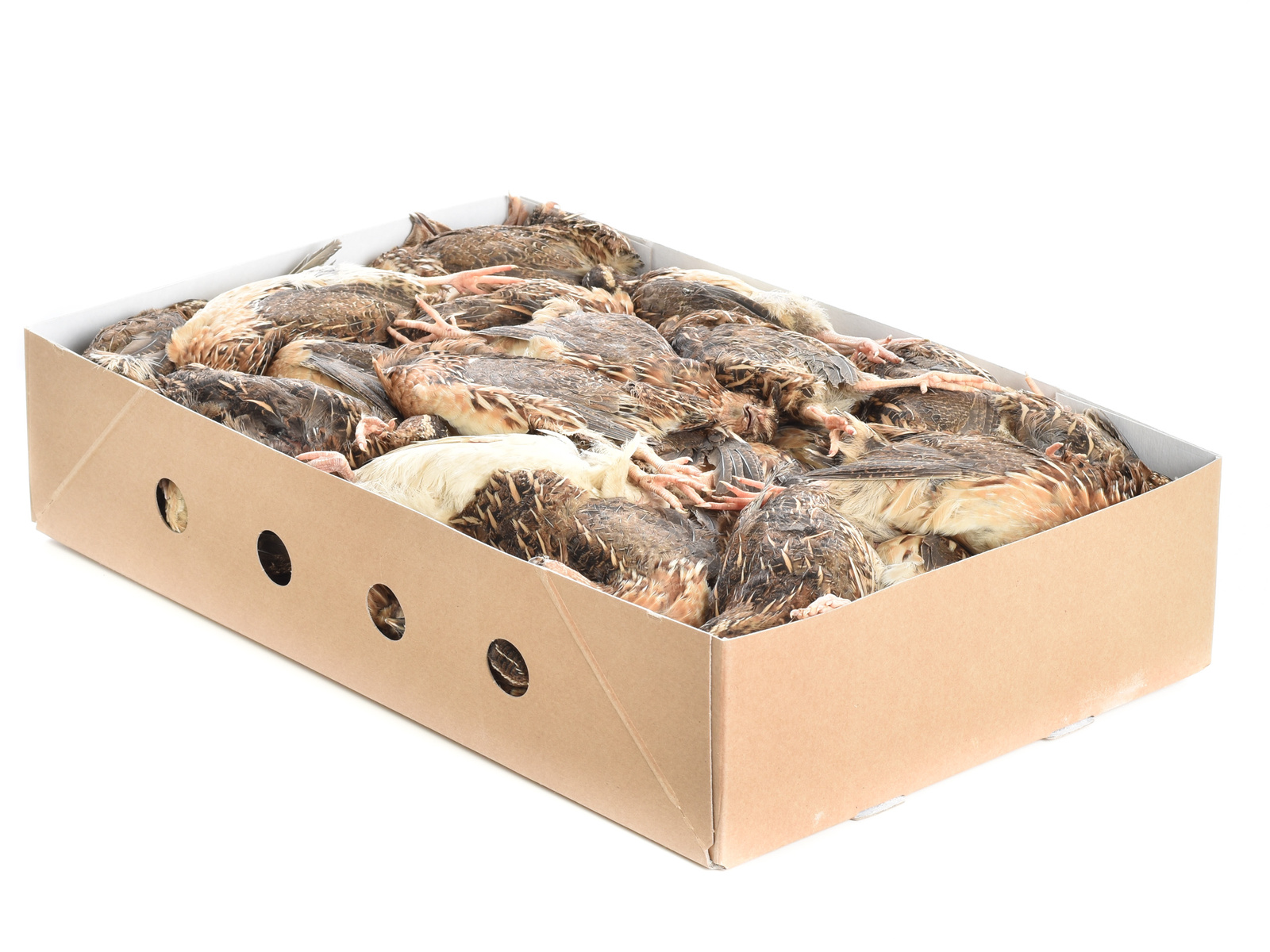 Frozen quails XL 200/300g PACKAGE of 30pcs