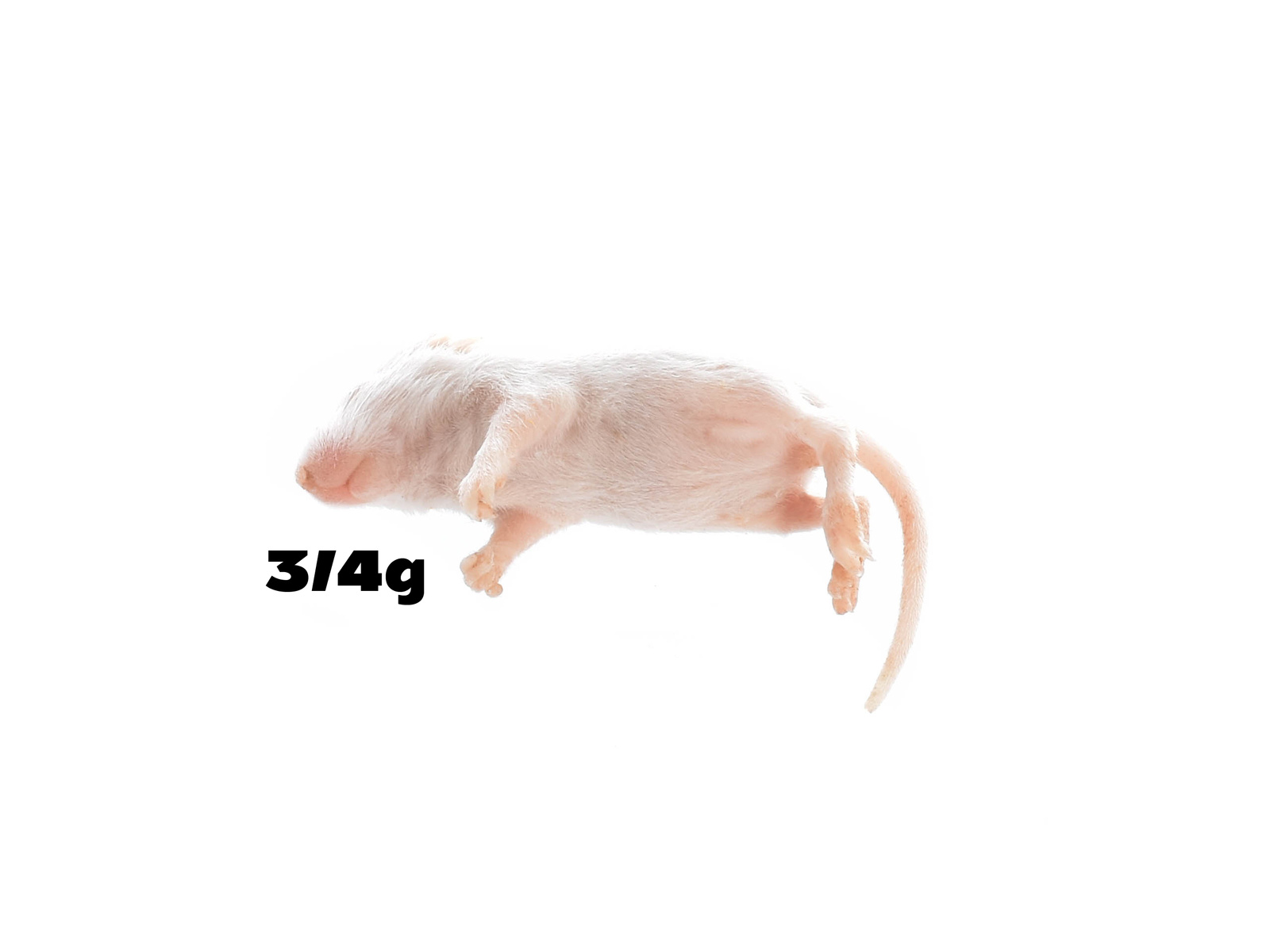 Frozen 3/4g mice [PACKAGE of 100 pcs]
