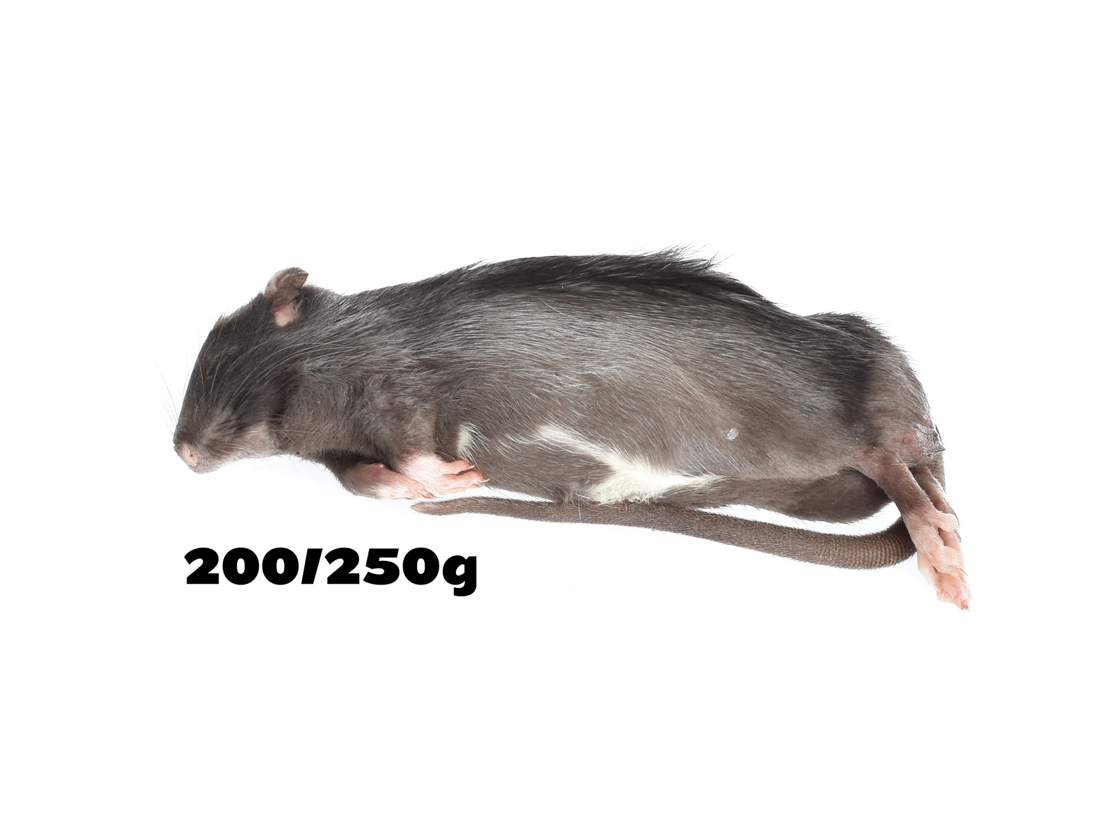Highest Quality Frozen Rats for Snakes [200/250g, Pack of 5]